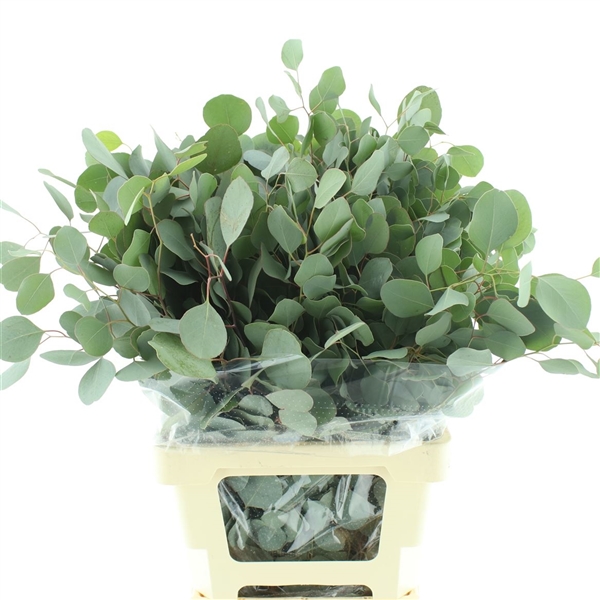 Euca Populus Long 300gr (83426) - FloraXchange