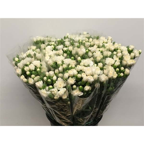 Di Tr White Extra (86114) - FloraXchange