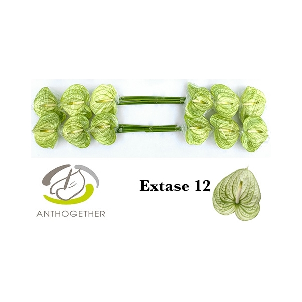 ANTH A EXTASE 12 (GM-21164) - FloraXchange
