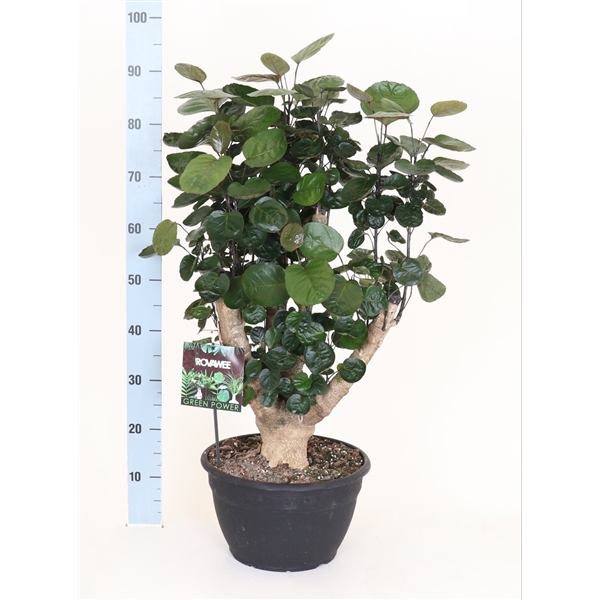 Polyscias Fabian bonsai (PFBP30110) - FloraXchange