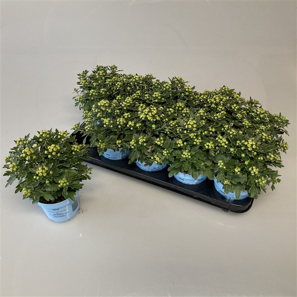 Ajania Pacific White/Silver (12-02) - FloraXchange