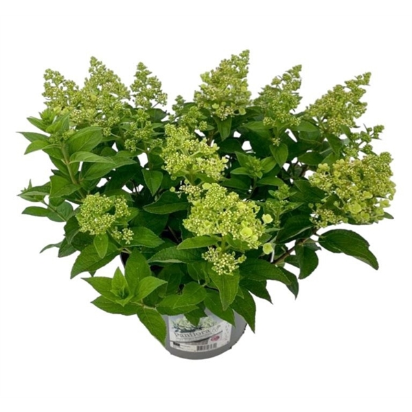 Hydrangea Paniculata Panflora (PaniPanflora ) - FloraXchange
