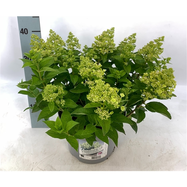 Hydrangea Paniculata Panflora (PaniPanflora ) - FloraXchange