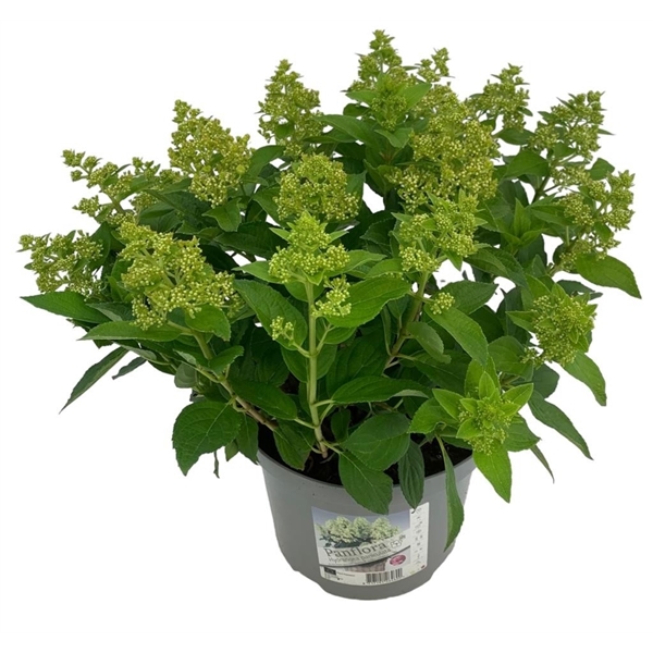 Hydrangea Paniculata Panflora (PaniPanflora ) - FloraXchange