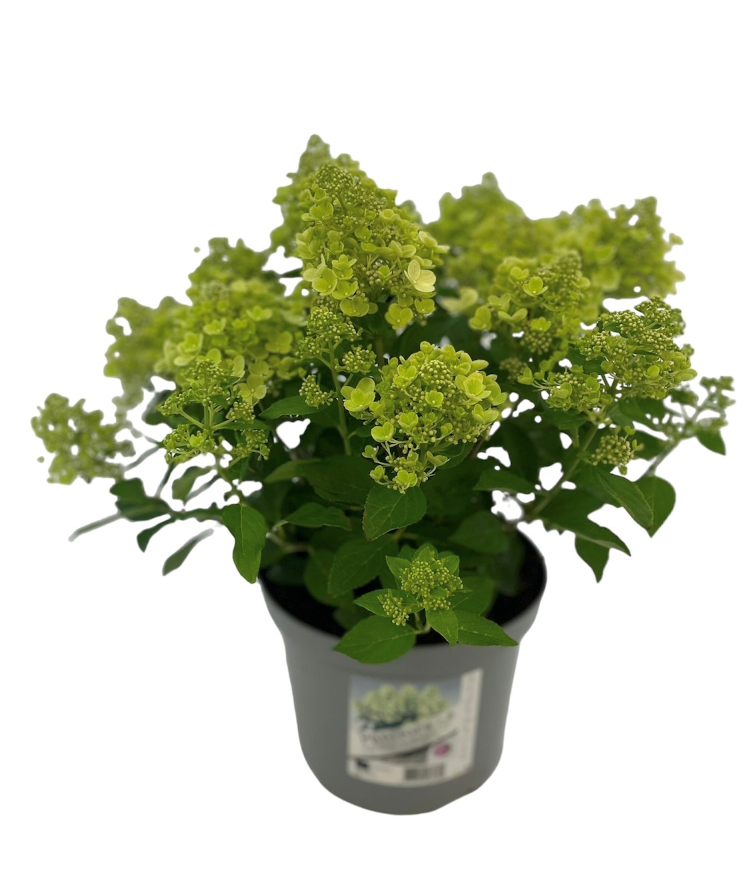 Hydrangea Paniculata Panflora (PaniPanflora ) - FloraXchange