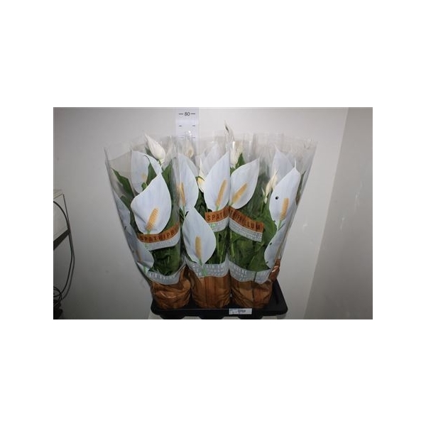 Spath Sweet Chico 3+ (31c623642b483) - FloraXchange