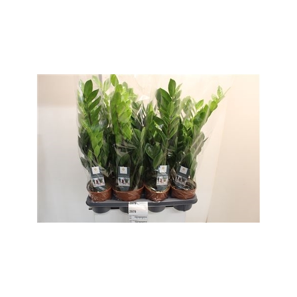 Zamio Zamiifolia 5+ (1c07041886fbb) - FloraXchange