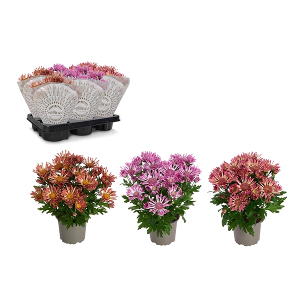 Chrysant 'Sollinea®' mix (14127669131) - FloraXchange