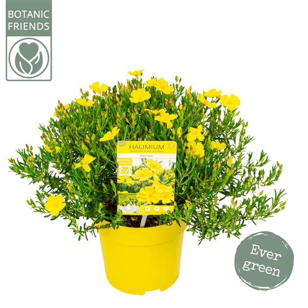 Halimium 'April Sun' ® (SKHALI17APSUB) - FloraXchange