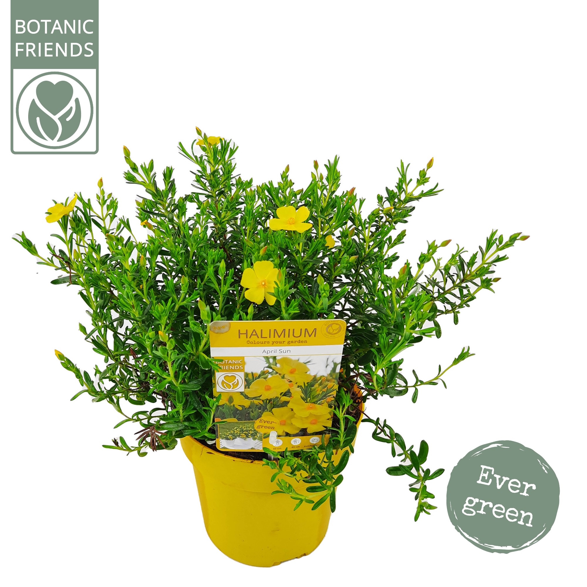 Halimium 'April Sun' ® (SKHALI17APSUB) - FloraXchange