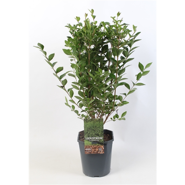 Ligustrum ovalifolium 80-100 cm c5 haag (ligust c4) - FloraXchange
