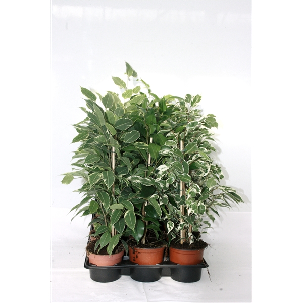 FICUS MIX (FICUMIX-11) - FloraXchange