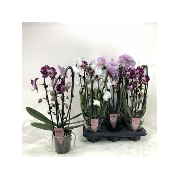 Phal Gem 3 Branches 18+ (b99ff8ffdf98d) - FloraXchange