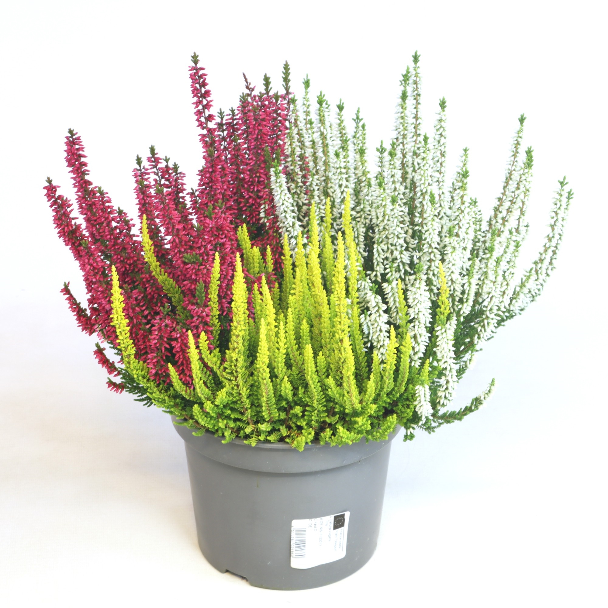 Calluna Beauty Ladies Trio (34) - FloraXchange