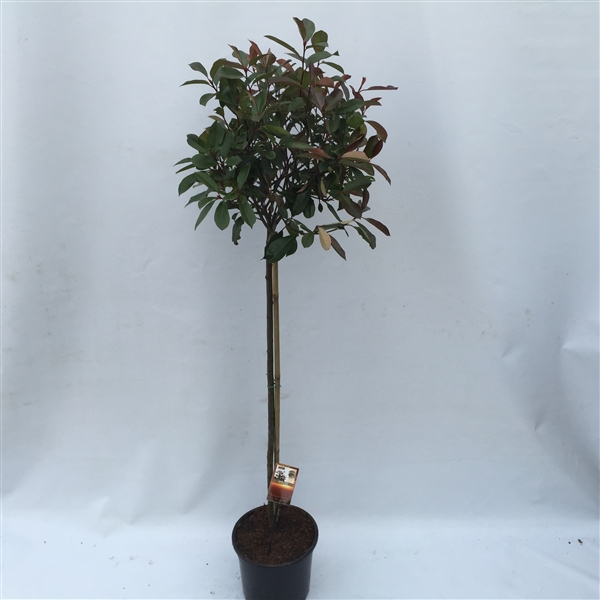 Photinia 'Red Robin' sense Stam 100 cm (phoredc12s100) - FloraXchange