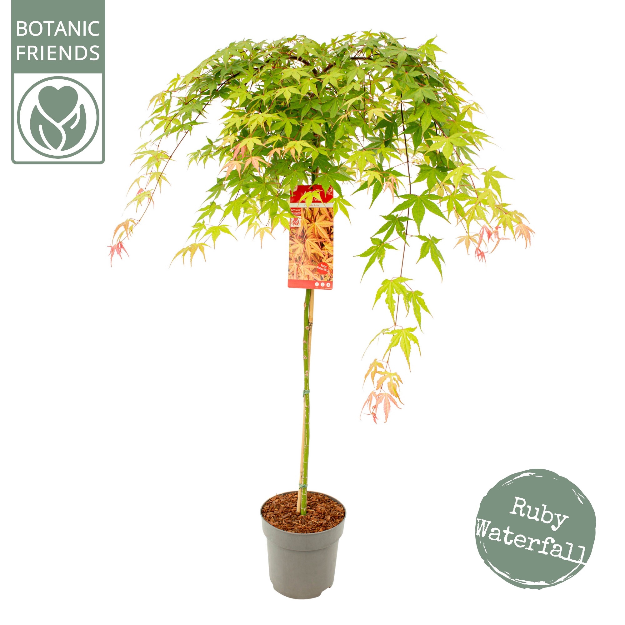 Acer palm. 'Cascade Ruby' ® (SKACER24CARUB) - FloraXchange