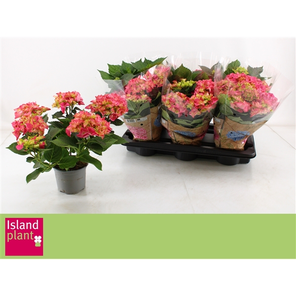 Hydrangea macr. Roze (kh13er5) - FloraXchange