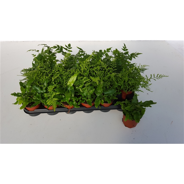 BUITENVARENS MIX (VAREMX-09) - FloraXchange