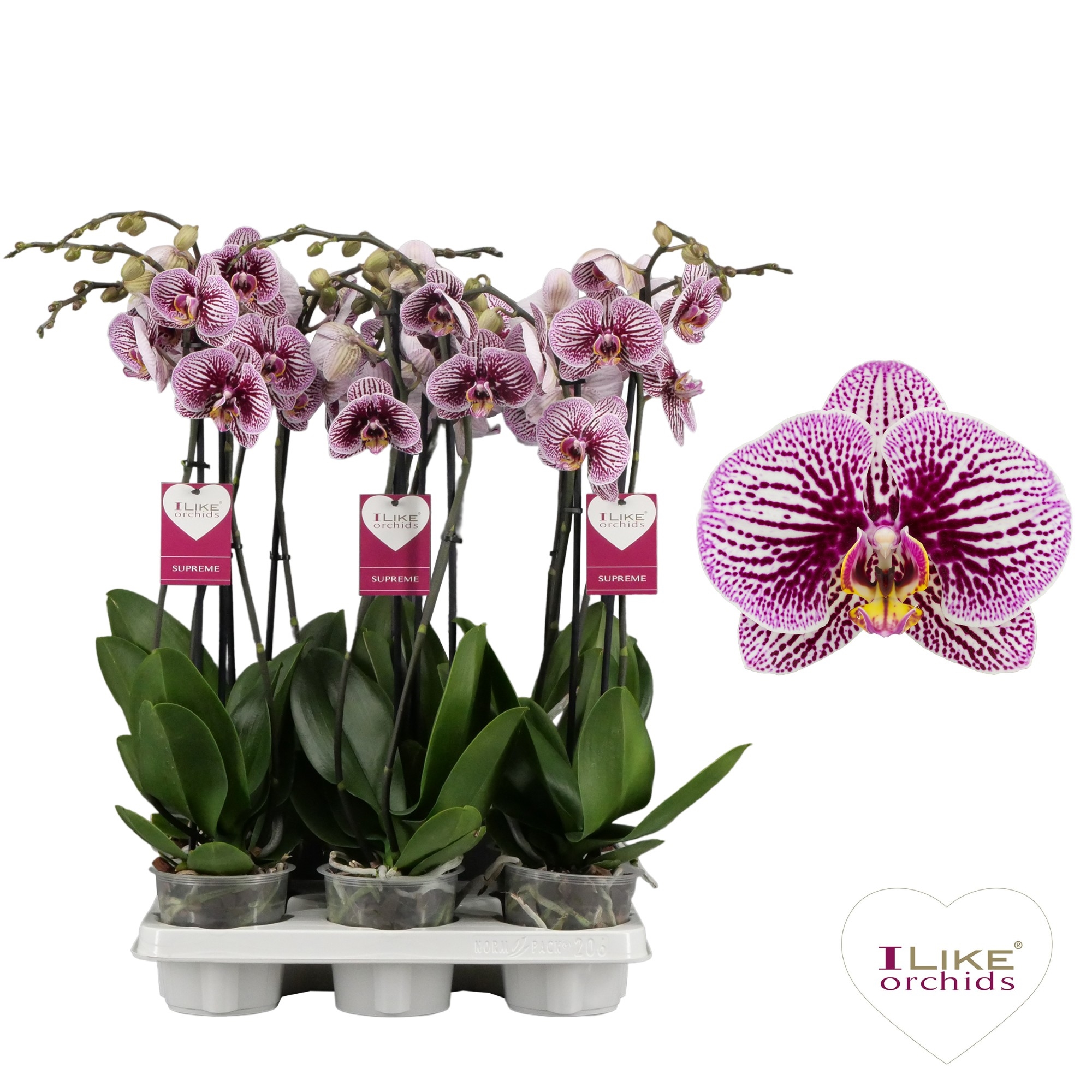 Phalaenopsis Black Stripes - 2 tak 70cm (LP22779) - FloraXchange