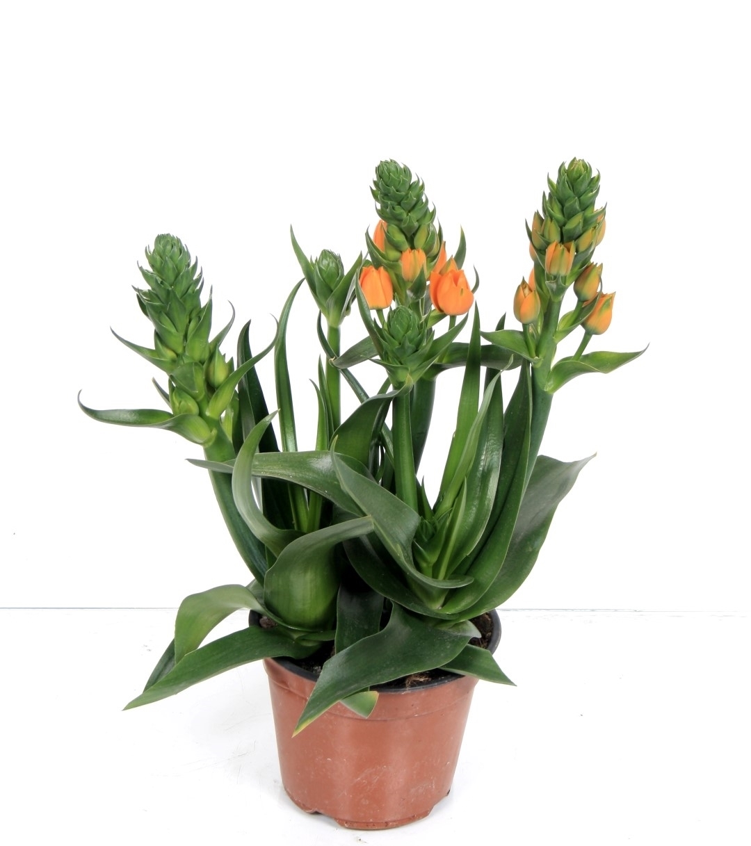 Ornithogalum Dubium Oranje (dub14) - FloraXchange