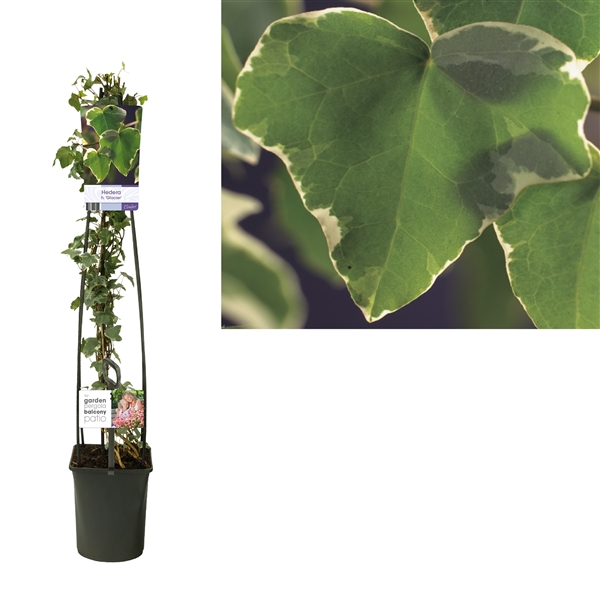 Hedera h. 'Glacier' +light label (K503.51405) - FloraXchange