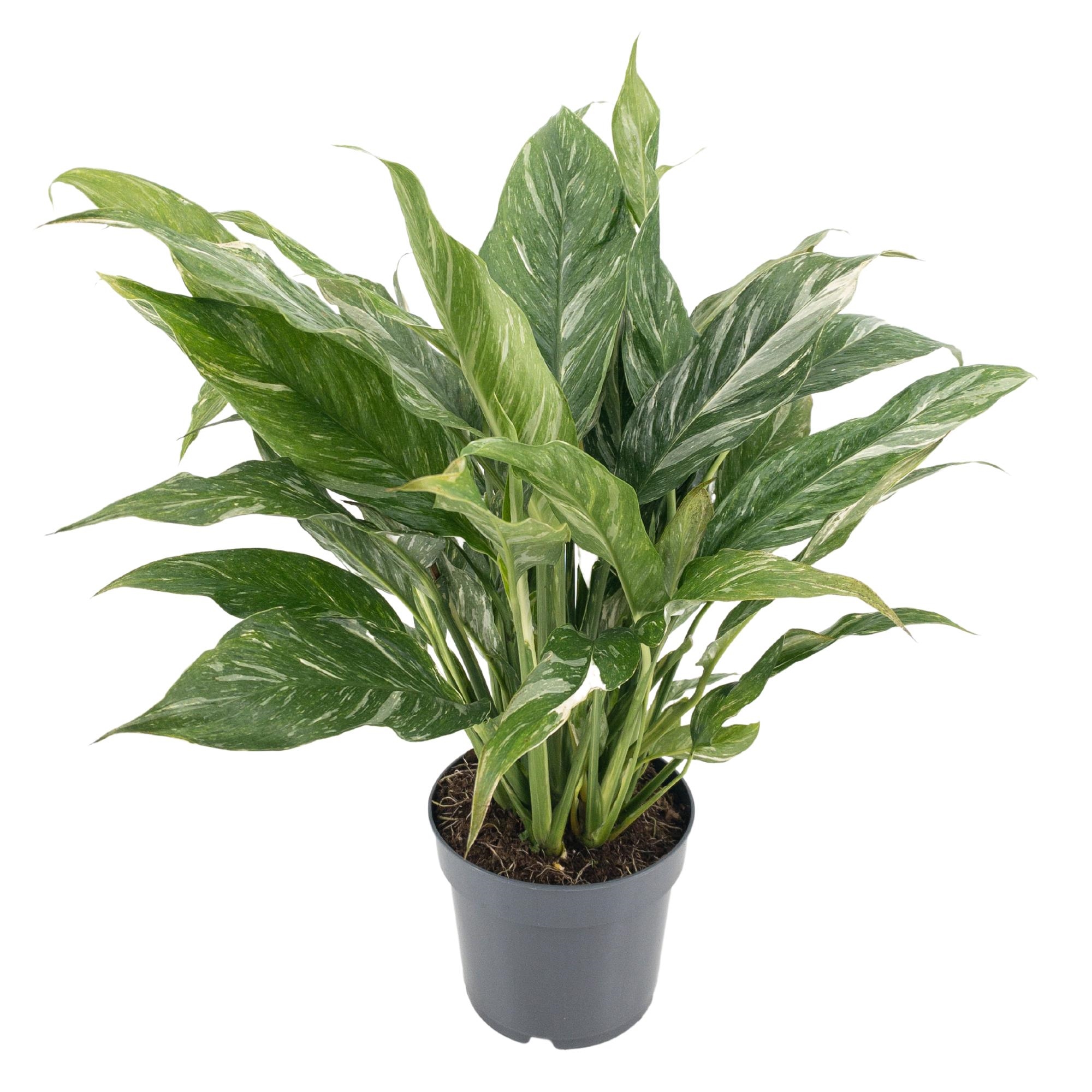 Diamond Variegata 14cm (901400) - FloraXchange