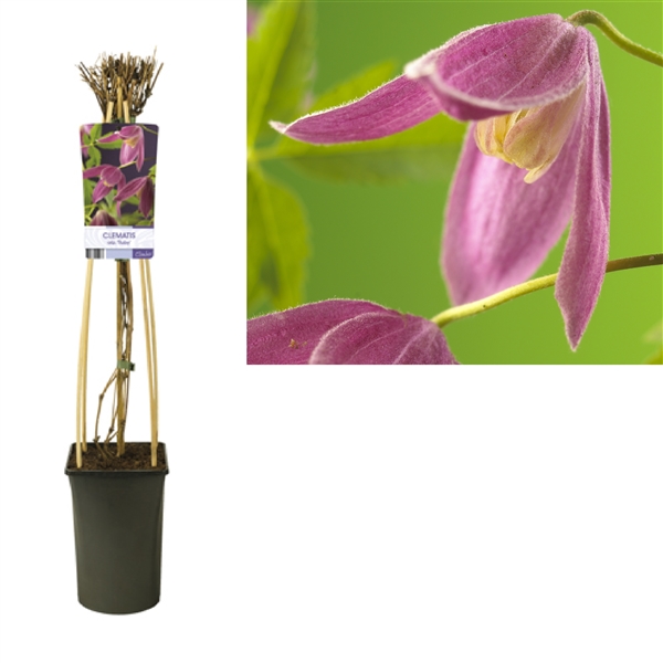 Clematis alp. 'Ruby' +light label (K303.22105) - FloraXchange