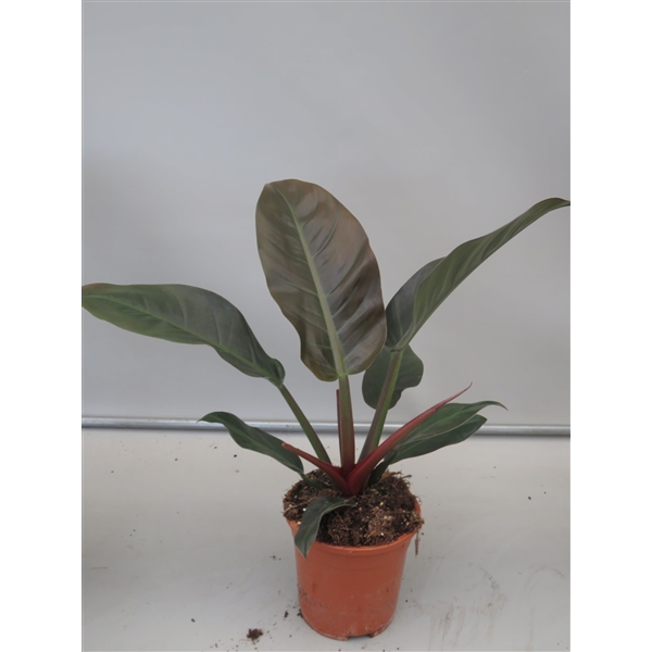 imperial red (philo red) - FloraXchange