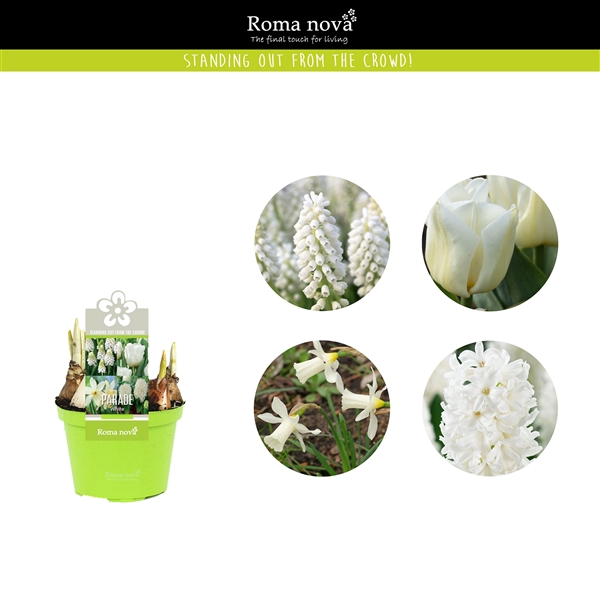 Parade White 12cm (PW480) - FloraXchange