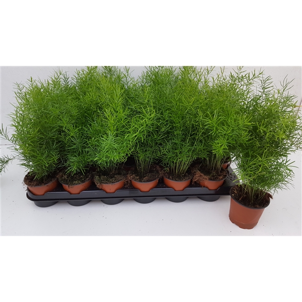 ASPARAGUS SPRENGERII (ASSPRE-09) - FloraXchange