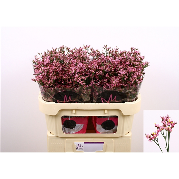 Limonium sinensis Anouchka Diamond (118859703) - FloraXchange