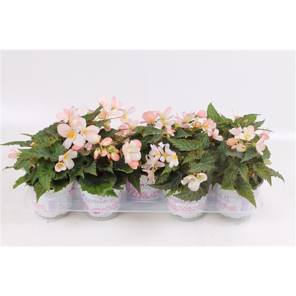 Begonia Waterfall 'Angel Soft Pink' (begonia soft) - FloraXchange