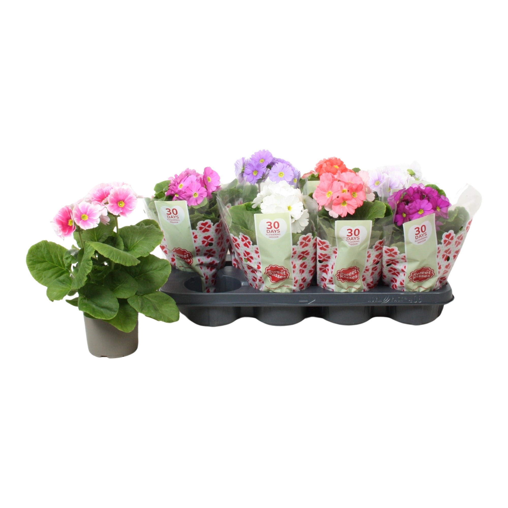Primula 'Sweet Kisses' Mix (Touch Me) (021759901) - FloraXchange