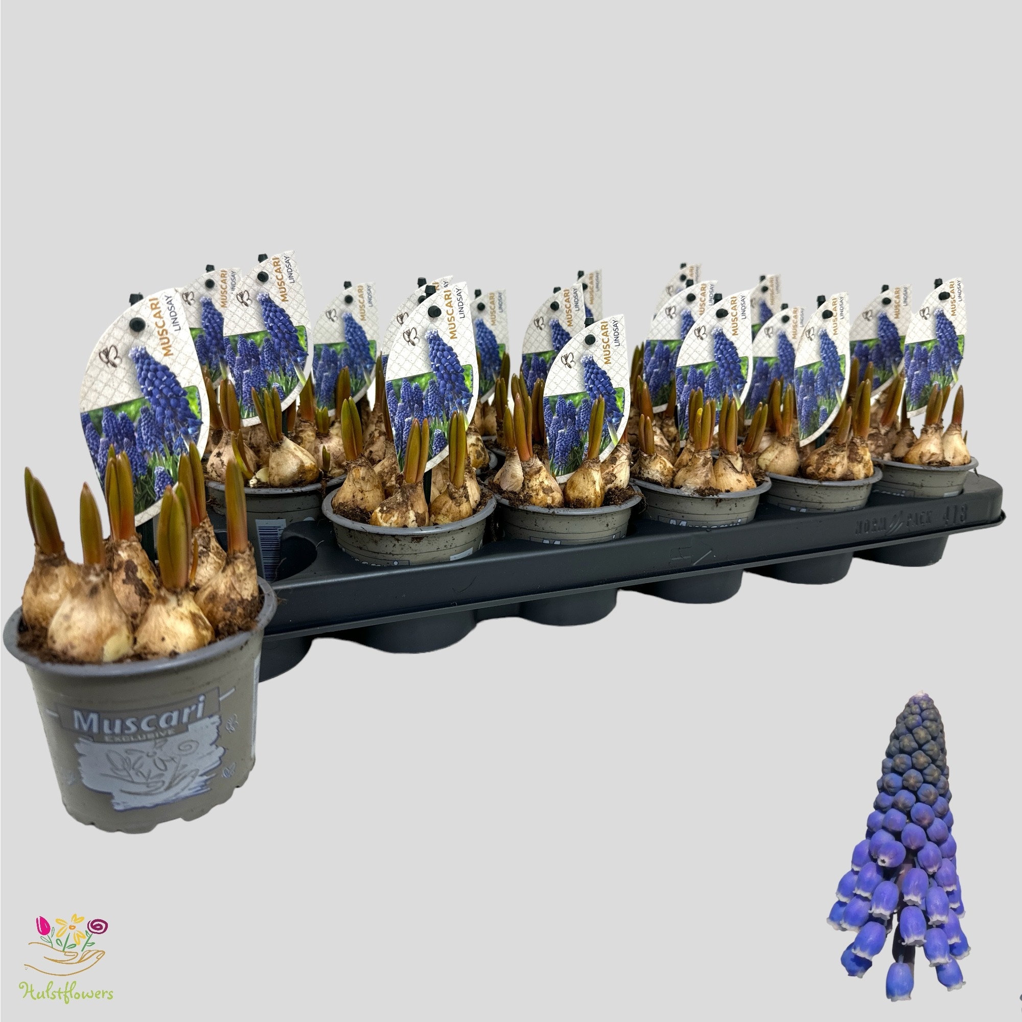 Muscari 'Lindsay' (Lindsayp9) - FloraXchange