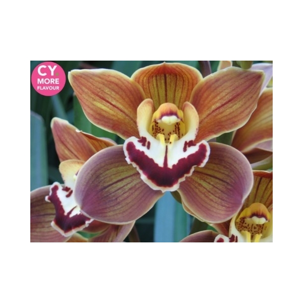 CYMB MI SIROCCO 40cm x 10 (GM-17709) - FloraXchange