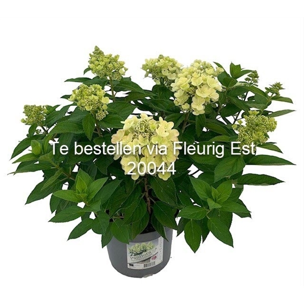 Hydrangea Paniculata Panflora (PaniPanflora ) - FloraXchange