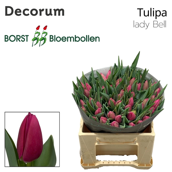 Tulipa Lady Bell (129171) - FloraXchange