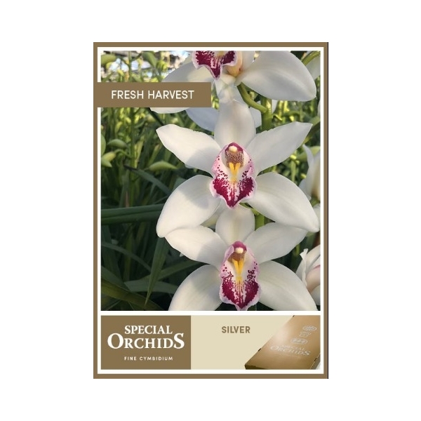 CYMB T SILVER (GM-5585) - FloraXchange