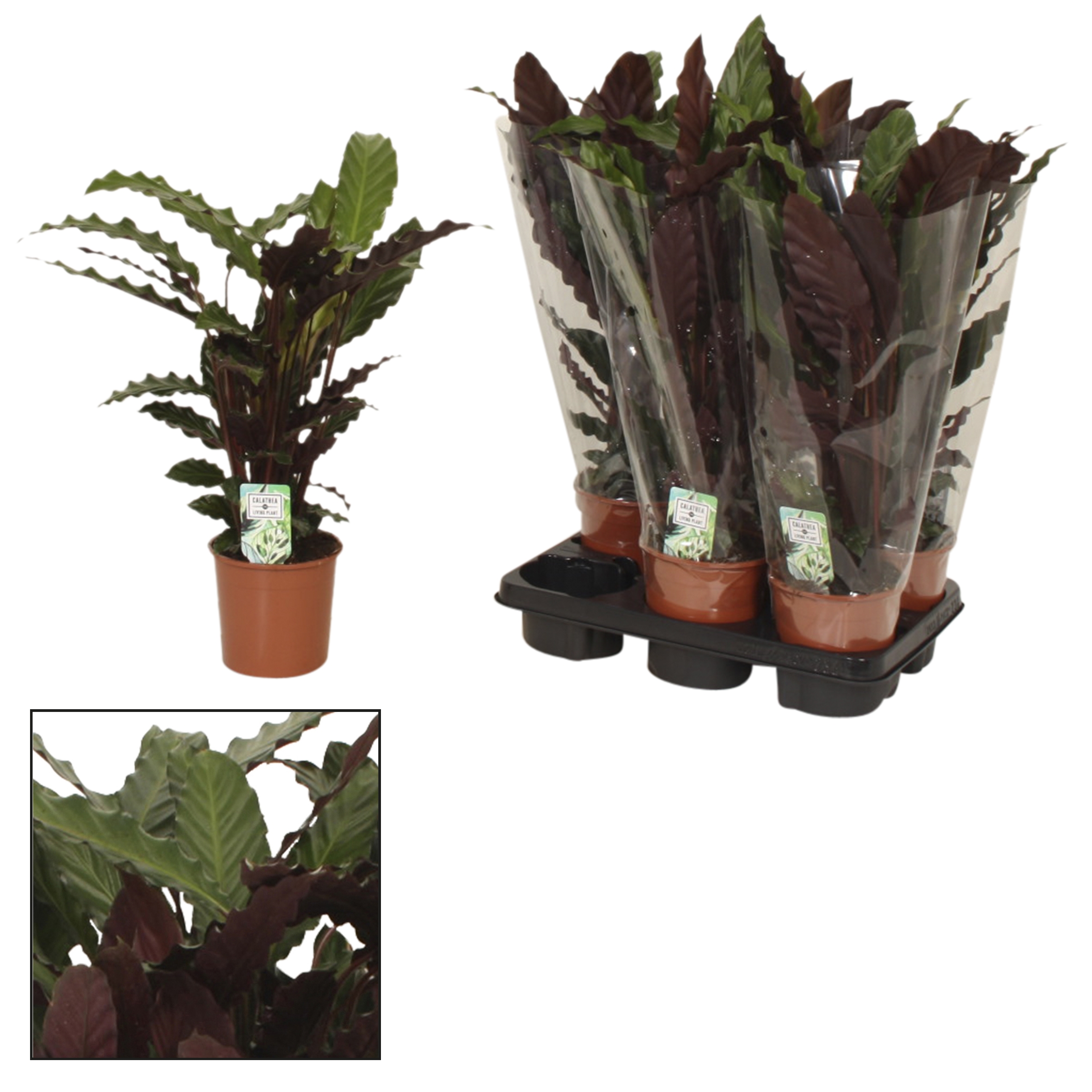 Calathea 14cm Wavestar (Rufibarba) (CAL14WAV08R01) - FloraXchange