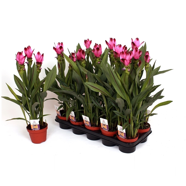 Curcuma siam splash 12cm (SPLASH 12) - FloraXchange