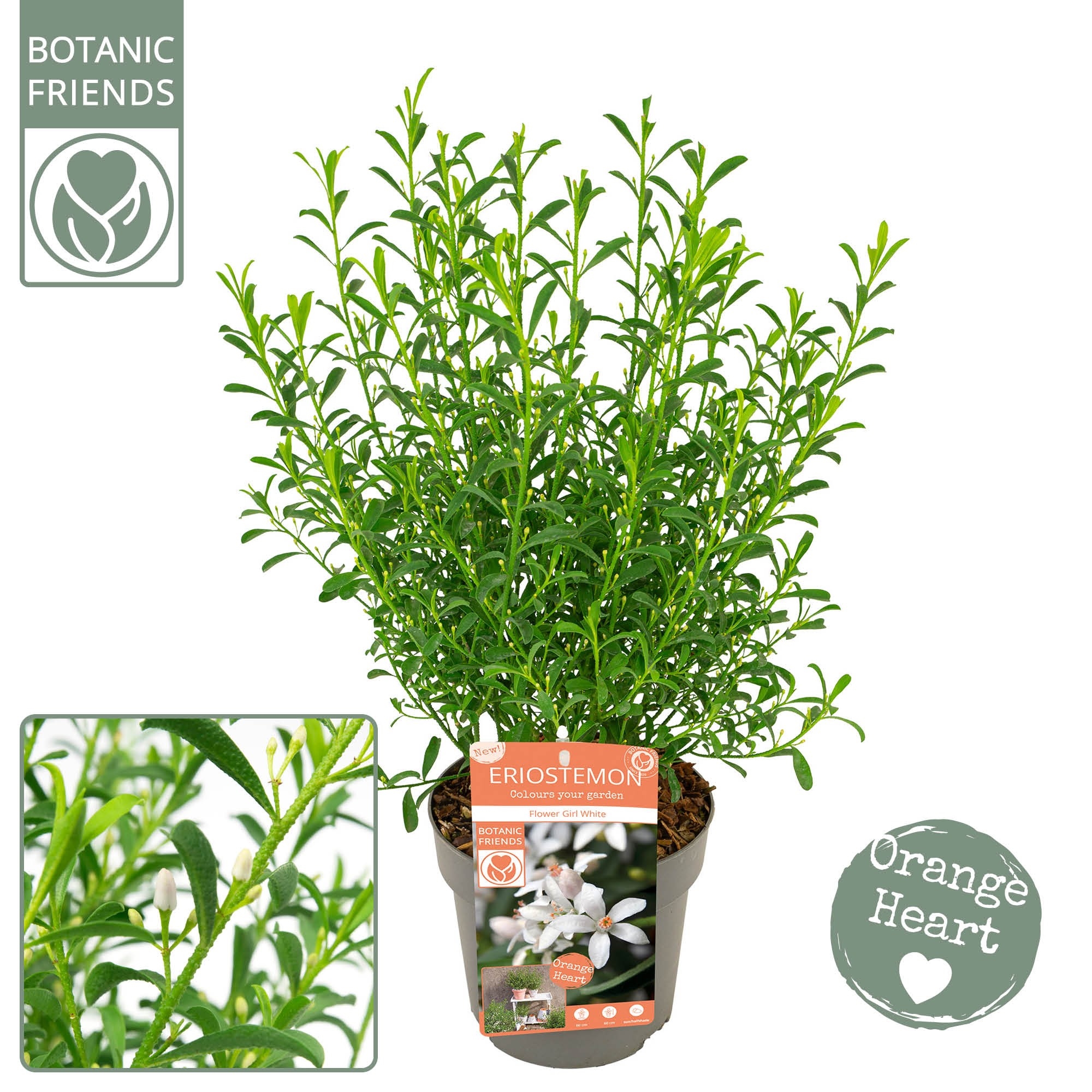 Eriostemon myoporoides 'Flower Girl White' (SKERIO17MYWHB) - FloraXchange