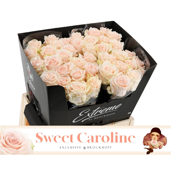 R GR SWEET CAROLINE EXTREME 60cm (GM-83915) - FloraXchange