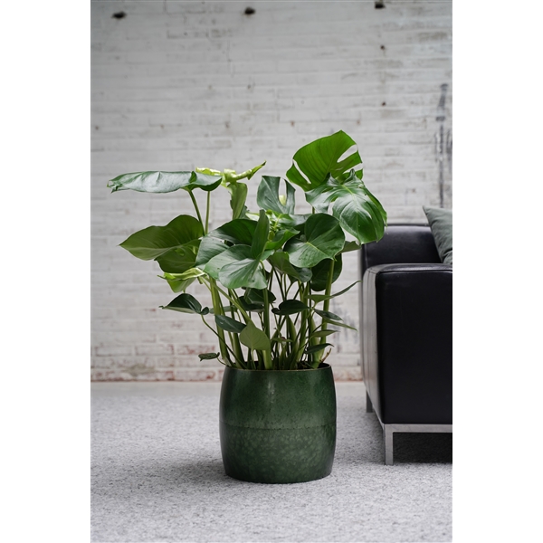 Monstera Deliciosa 21 (DPMDEL21) - FloraXchange