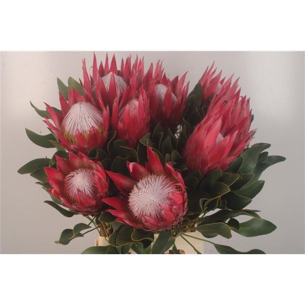 Protea Cy Madiba (12619) - FloraXchange