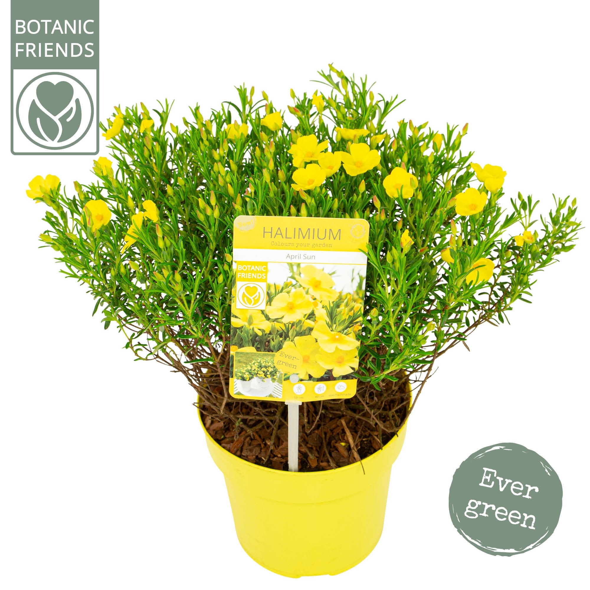 Halimium 'April Sun' ® (SKHALI17APSUB) - FloraXchange