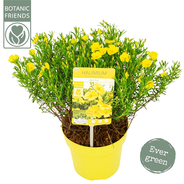 Halimium 'April Sun' ® (SKHALI17APSUB) - FloraXchange