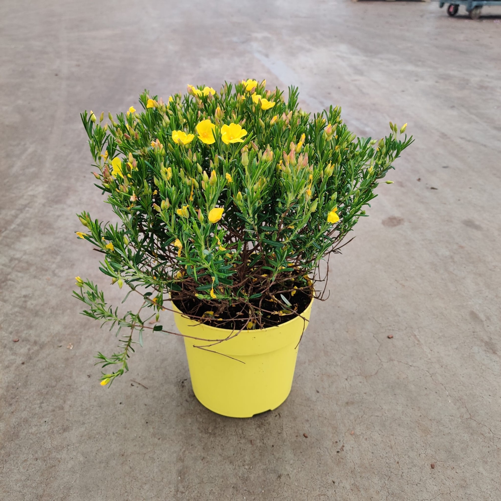 Halimium 'April Sun' ® (SKHALI17APSUB) - FloraXchange