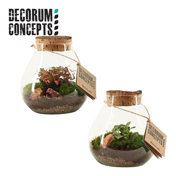 Terrarium Halley (Decorum concepts) (GCH) - FloraXchange