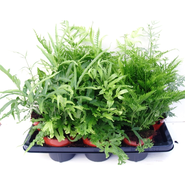 Varens Gemengd (VG19) - FloraXchange