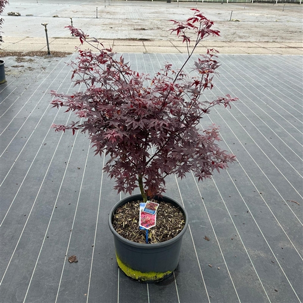 Acer pal. 'Atropurpureum' (acpaltP40) - FloraXchange